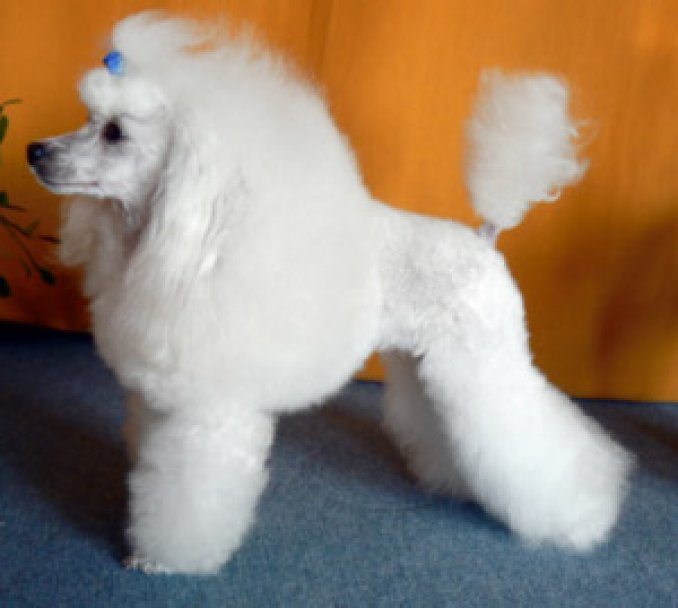 Naučnici utvrdili da pudlice mogu biti i mužjaci - Njuz.net