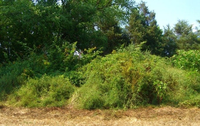 Grupa manijaka uhvaćena kako noću sadi žbunje po parkovima | Njuz.net